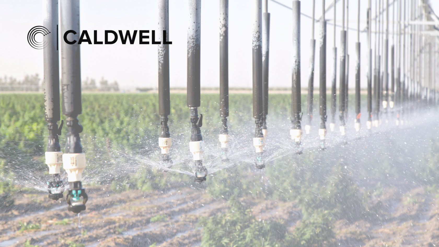 Navigating the Next Phase of Hemp Regulation - Caldwell | Global Law Firm